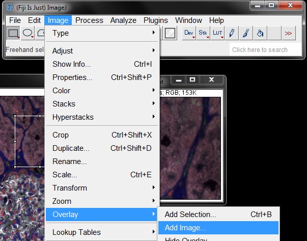 PART 2: BASIC NAVIGATION IN FIJI · Fiji Basics