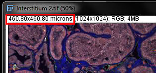 PART 4: SCALES AND SIZING · Fiji Basics