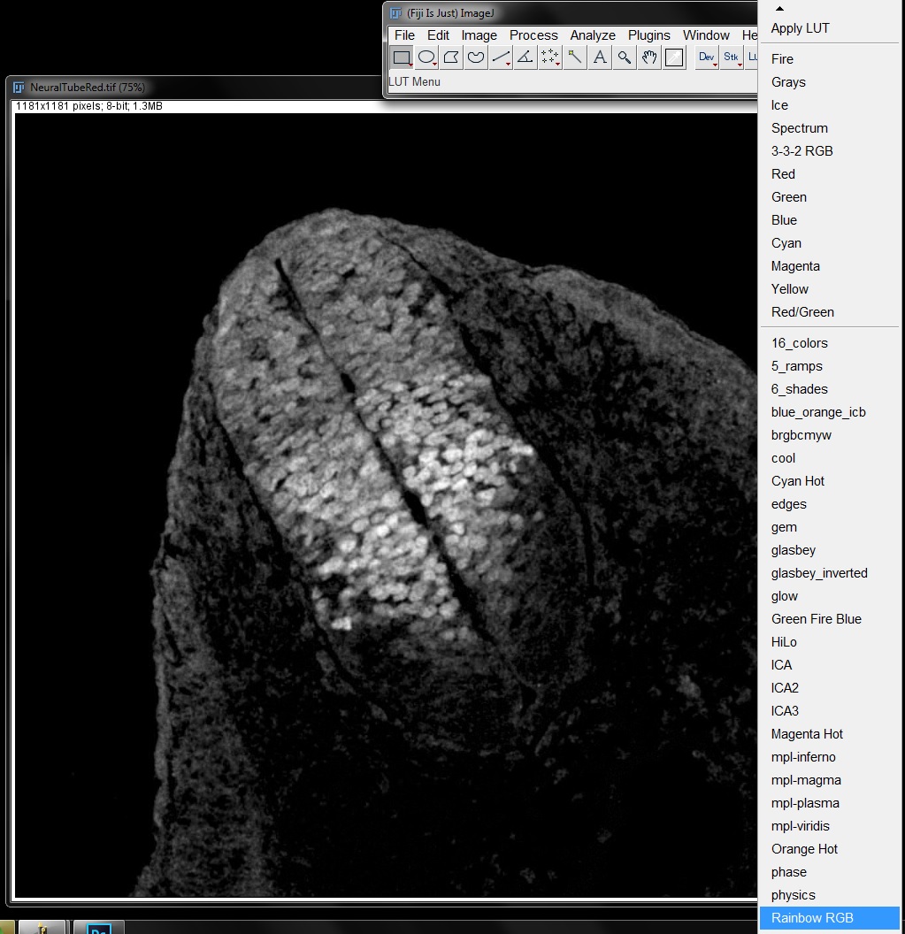 PART 6: SIMPLE IMAGE MEASUREMENTS · Fiji Intermediate