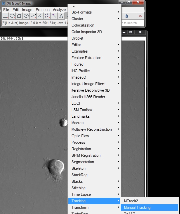 PART 7: MEASURING MOVEMENT IN LIVE CELLS · Fiji Intermediate
